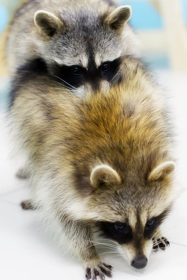 Two raccoons mating stock photo. Image of beautiful - 109038344