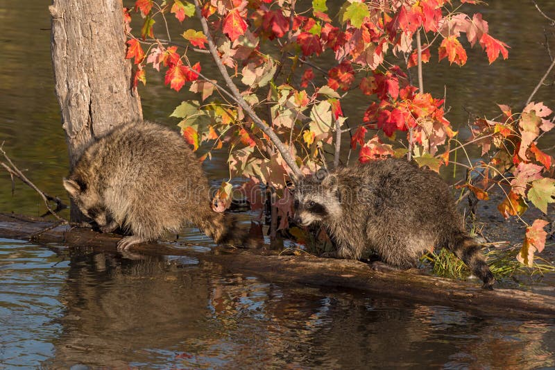 Two Raccoons (Procyon Lotor) on a Log Stock Photo - Image of autumn ...