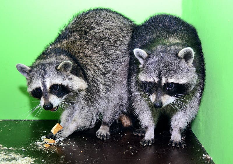 Two Raccoons are Sitting in the Corner Stock Image - Image of mammal ...