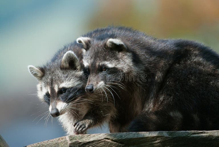Two racoons stock photo. Image of racoon, funny, cute - 11180988