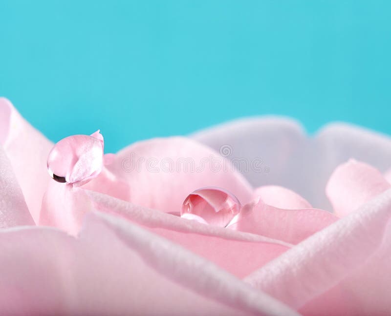 Two Rain Drops on Rose Petals Stock Image - Image of petals ...