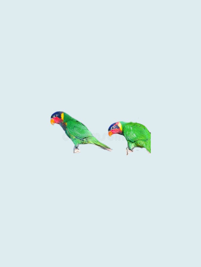 Two rainbow parrots stock image. Image of macaw, animal - 252626435