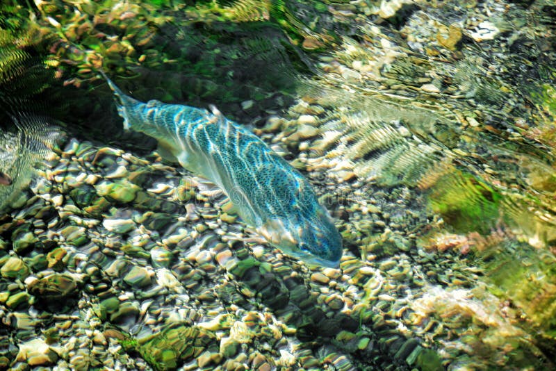 A Rainbow Trout Swimming in the Crystal Clear Water of a Mountain ...