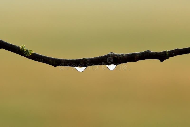 Two Raindrop on a Tree Branch, Yellow-green Background Stock Image ...