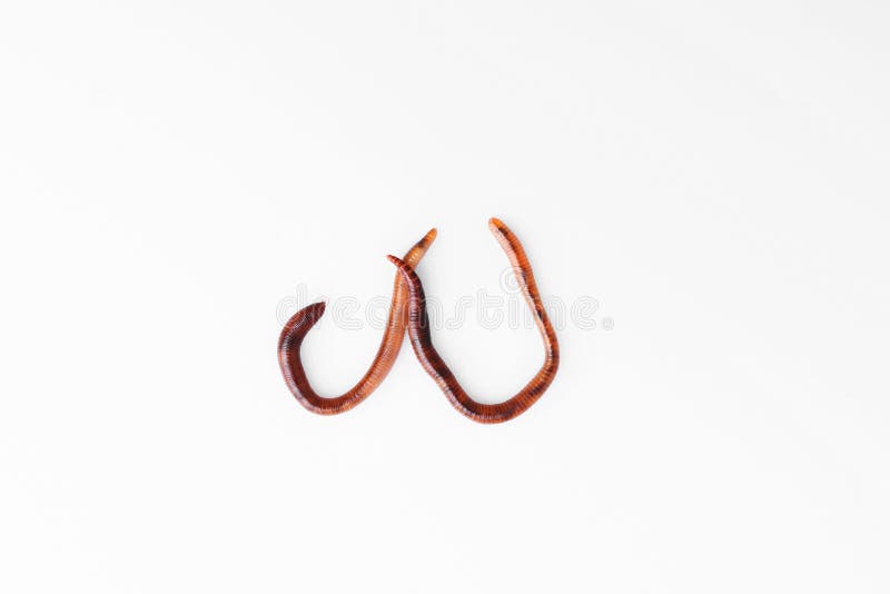 Two rainworms on white stock photo. Image of studio - 197047070