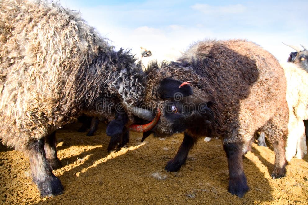 Two rams butting stock photo. Image of furious, love - 11972042