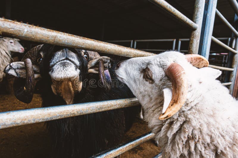 Two Rams on Different Sides of the Barrier Communicate with Each Other ...