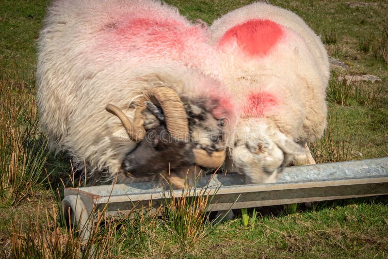 Two Rams Fighting Over Food in a Trough Stock Photo - Image of ...