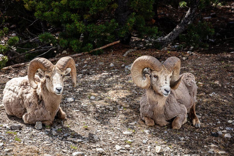 Two Rams are Laying Down in the Dirt Stock Photo - Image of dirt ...
