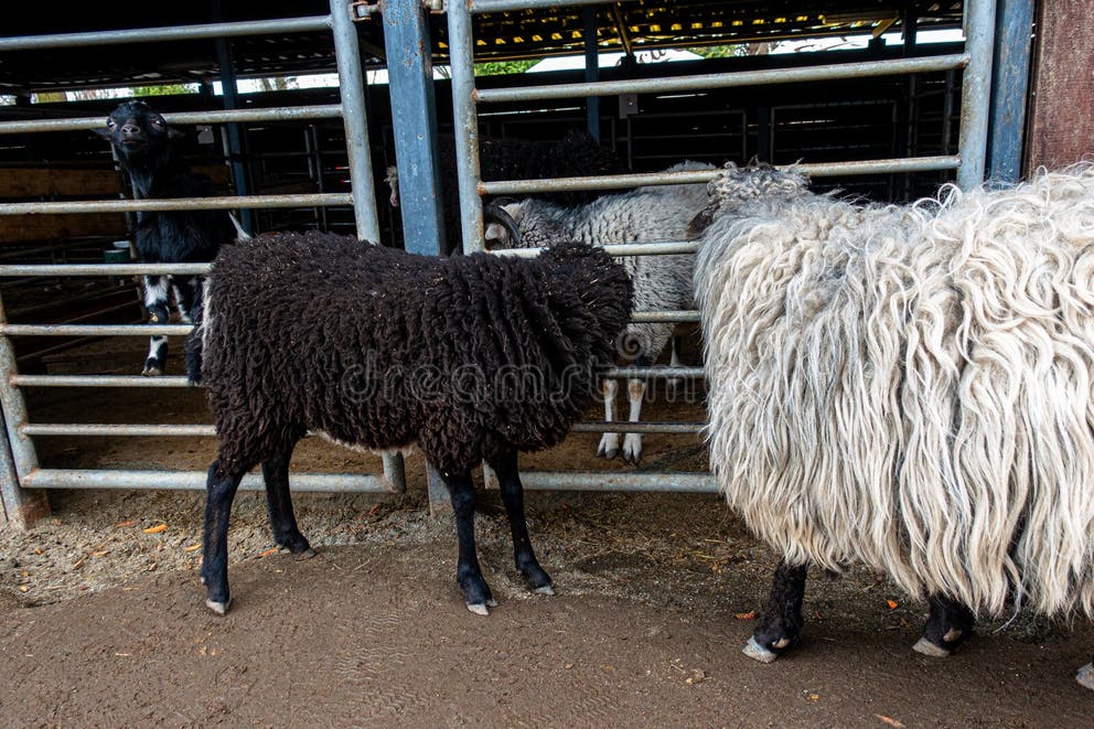 Two Rams Stand in a Cage with Other Rams and Communicate Stock Photo ...