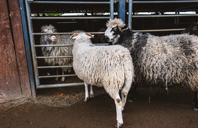 Two Rams Stand in a Cage with Other Rams and Communicate Stock Photo ...