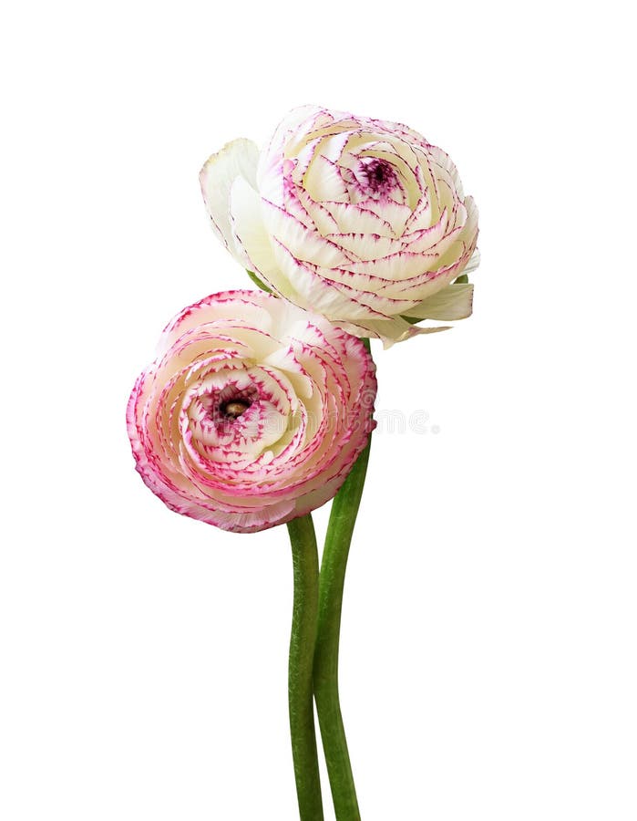 Two ranunculus flowers stock image. Image of white, purple - 145472709