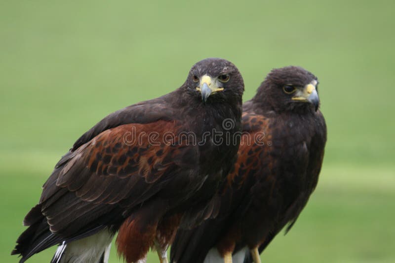 Two Raptor Birds Waiting To Hunt Stock Image - Image of critter, birds ...