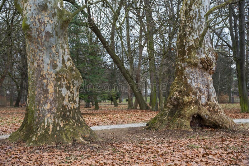 Two Rare Old Trees in the Park in Fall with Foliage Stock Photo - Image ...