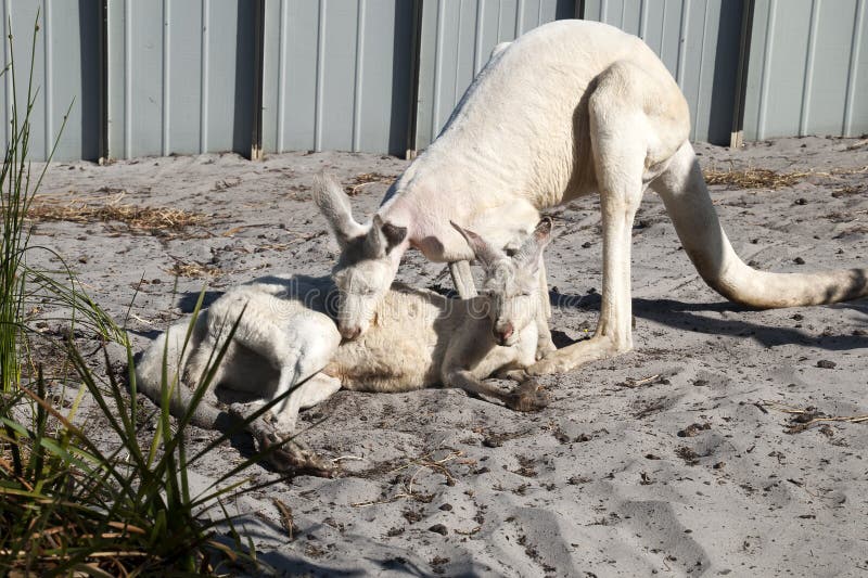 Two Rare White Colored Red Kangaroos Stock Photo - Image of albino ...