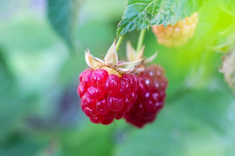 Raspberry berries ripen stock photo. Image of ripe, food - 134020368