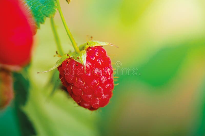 Two Raspberry Berries on a Bush in the Sunshine. Red Raspberry Grows ...