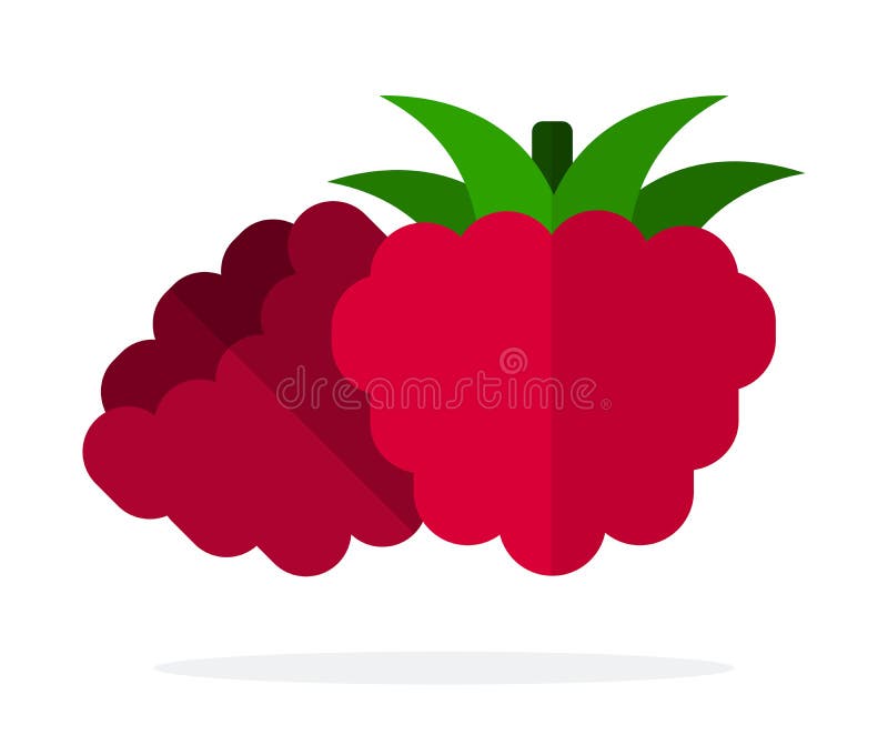 Two Raspberry Berries Vector Flat Isolated Stock Vector - Illustration ...