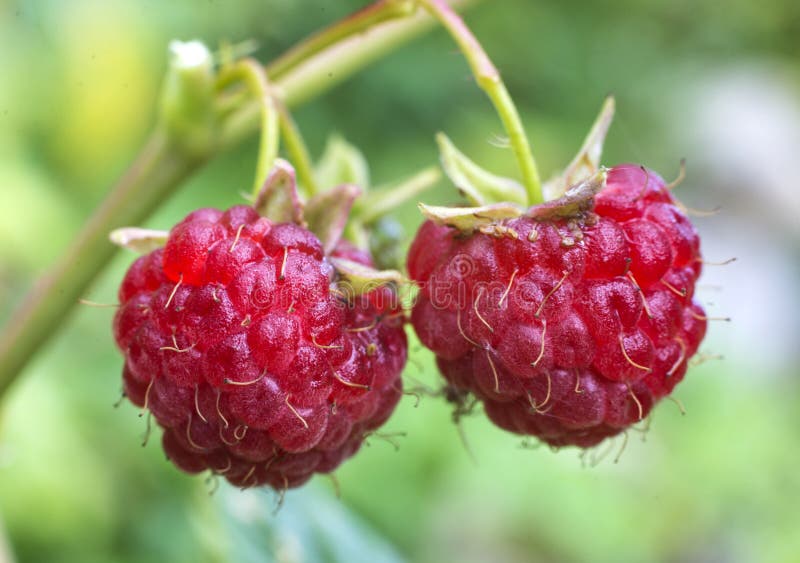 Two Raspberry, Soaked in the Rain. Close-up. Stock Photo - Image of ...