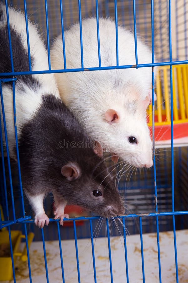 Two rats stock image. Image of plastic, interior, pets - 12436581