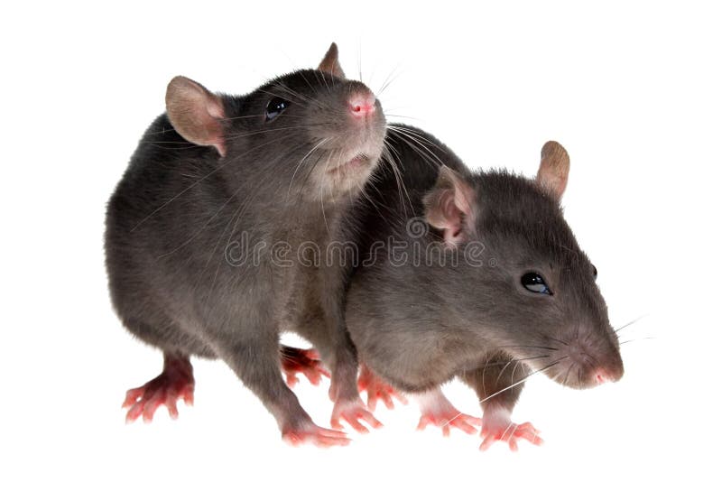 Two rats stock photo. Image of gray, animals, cute, mouse - 3551328