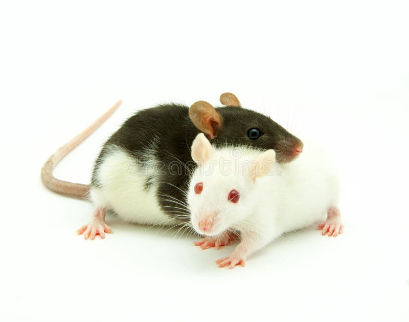 Gerbil mouse 2 stock image. Image of rodent, mice, little - 6136013