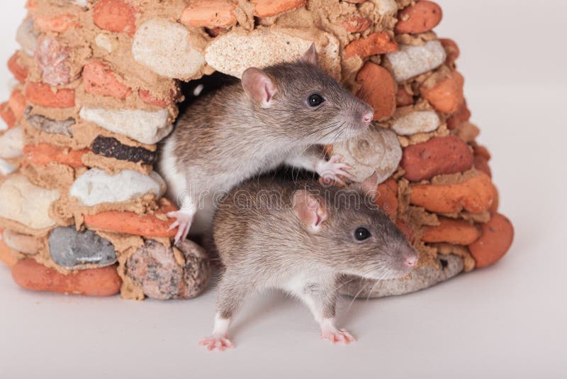 Two rats closeup stock photo. Image of white, stone - 159622258