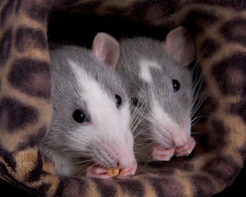 Two rats eating stock photo. Image of rodent, munching - 10102848