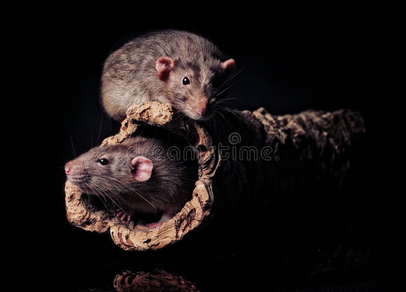 Two Rats on a Fallen Tree Trunk. Stock Photo - Image of horizontal ...