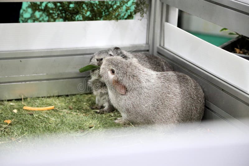 Rabbit stock photo. Image of whisker, cute, indoors - 196508898