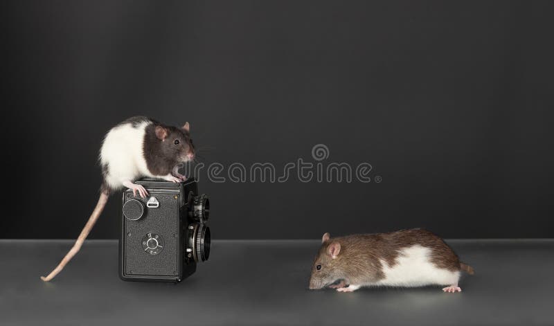 Two Rats with an Old Camera Stock Image - Image of photographic ...