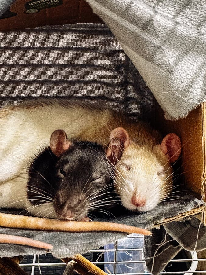 Two Rats are Sleeping in a Cardboard Box Stock Photo - Image of funny ...