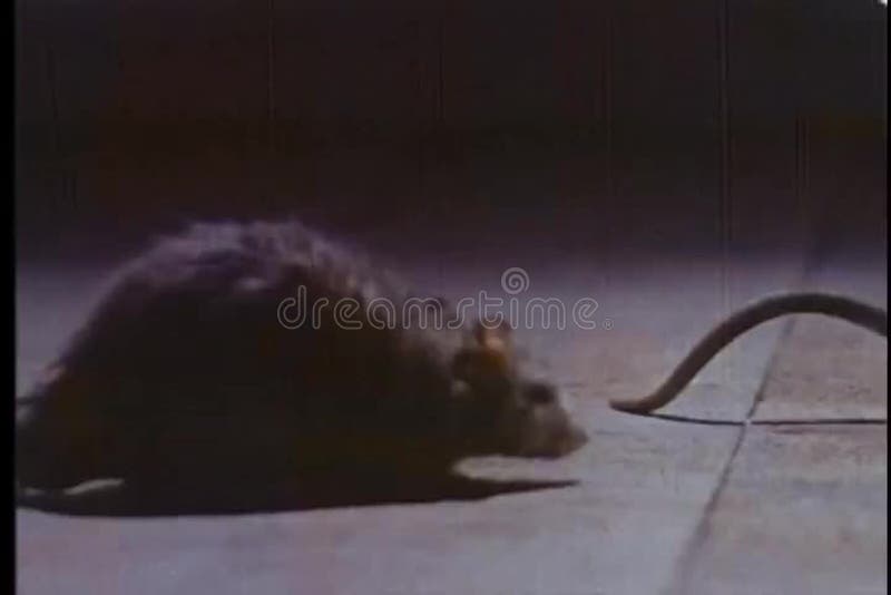 Two Rats Walking on Wood Floor Stock Video - Video of filmchest1, 1970s ...