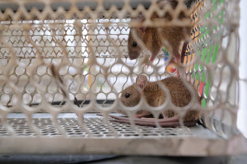 Two Rats Were Caught in the Trap Cage Stock Photo - Image of death ...