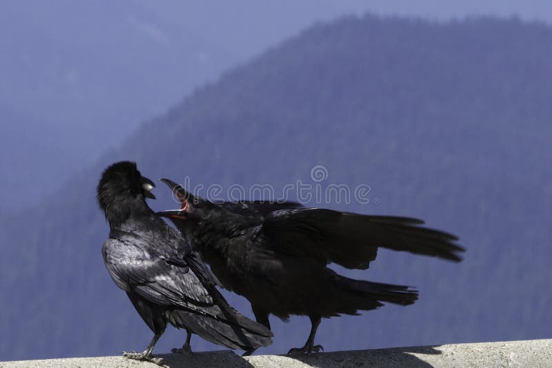 Two Raven stock image. Image of black, rocky, fighting - 25912077