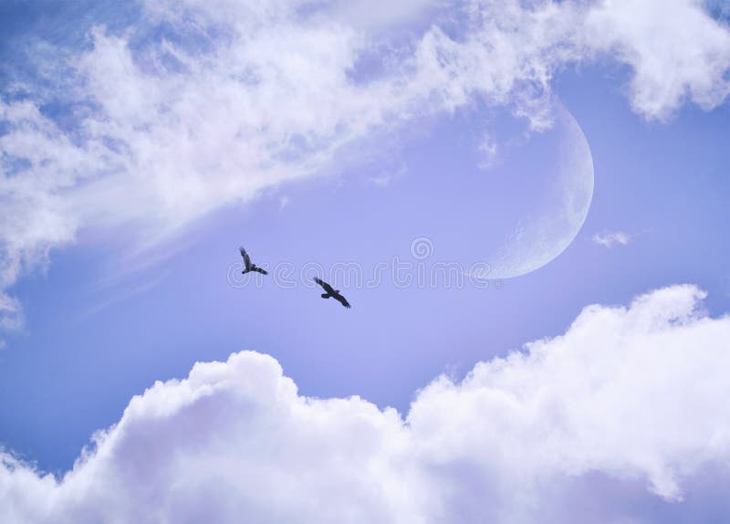 Two Raven Soaring in Sky with Clouds and a Moon Stock Photo - Image of ...