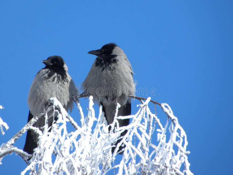 Two ravens stock photo. Image of flock, animals, feathery - 13189362