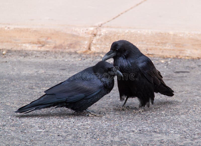 Two ravens stock image. Image of beak, bird, national - 37613129