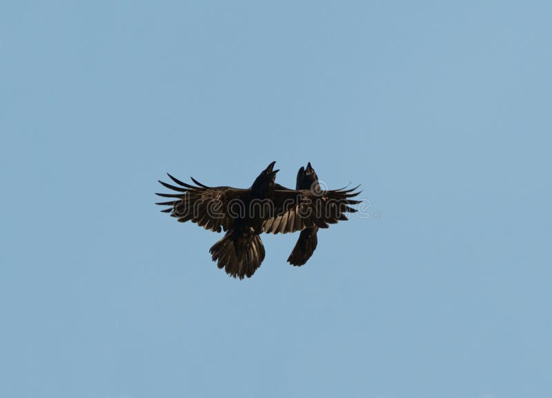 Two Ravens (corvus Corax) Flying Doing a Courtship Display Stock Image ...