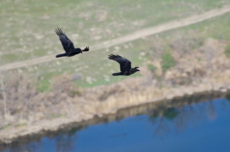 Two Ravens Flying Over the River Stock Image - Image of bird, raven ...