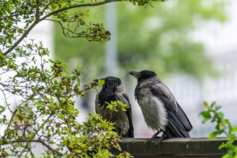 Couple of Ravens Corvus Cornix Near Pond Stock Image - Image of couple ...
