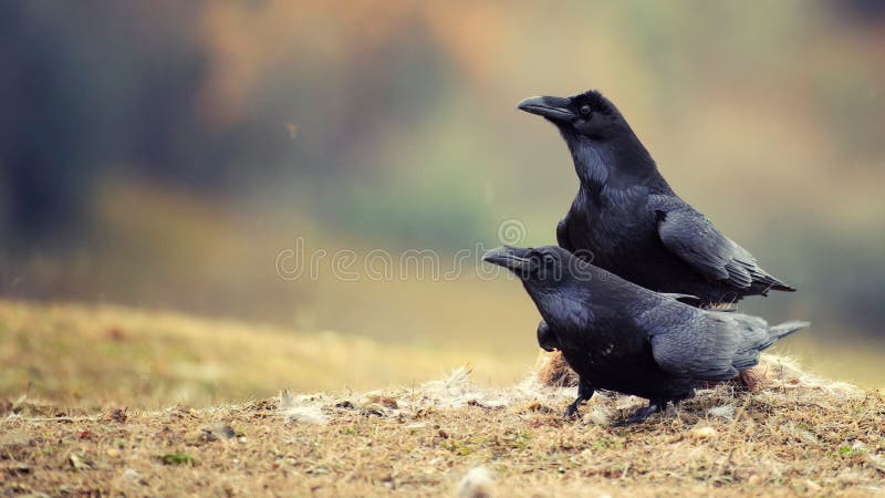 Two Ravens Sitting in a Field for Beautiful Bokeh Stock Image - Image ...