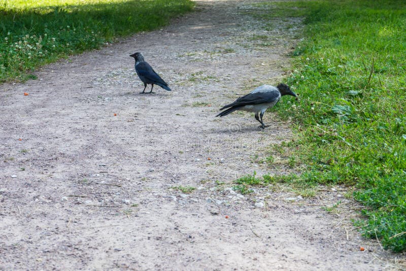 Two Ravens Stand on a Gravel Path Stock Photo - Image of dark ...