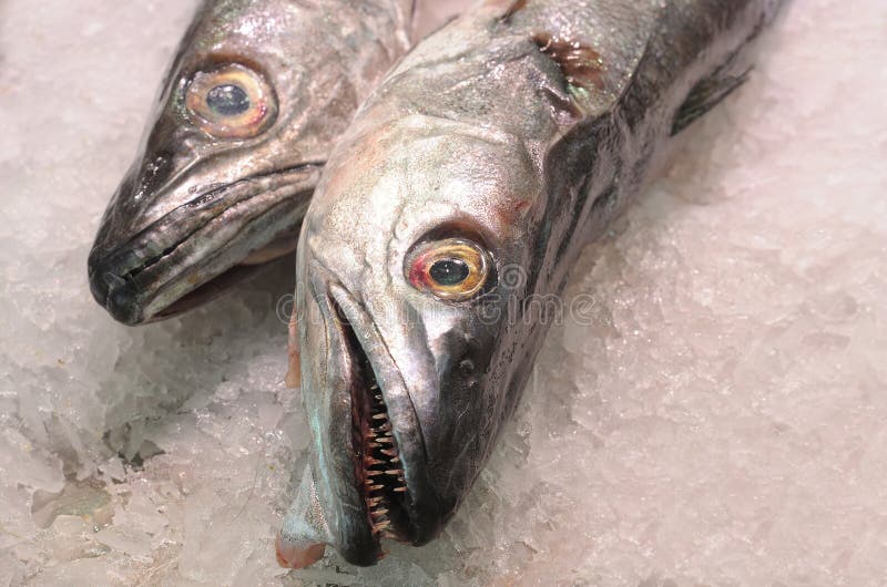 270 Hake Fish Head Stock Photos - Free & Royalty-Free Stock Photos from ...