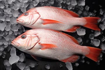 Red Tilapia Stock Illustrations – 240 Red Tilapia Stock Illustrations ...