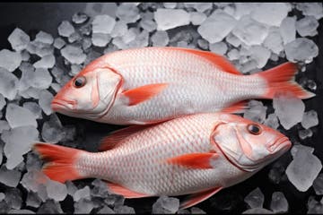 Red Tilapia Stock Illustrations – 240 Red Tilapia Stock Illustrations ...
