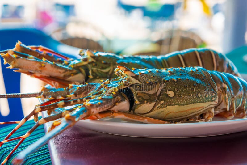 Two raw sea lobster stock photo. Image of plate, green - 50612100