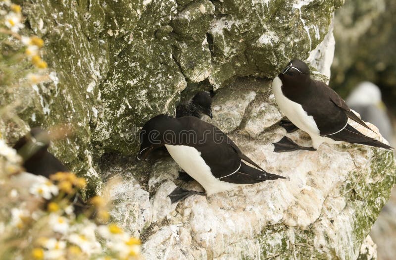 Two Stunning Razorbill Alca Torda Perching on the Edge of a Cliff in ...