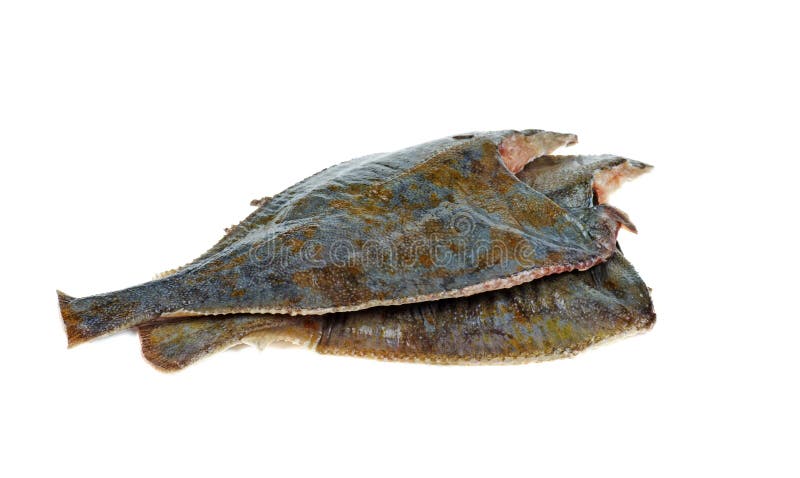 Fresh Flatfish in Outdoor Market Stock Image - Image of fishes ...