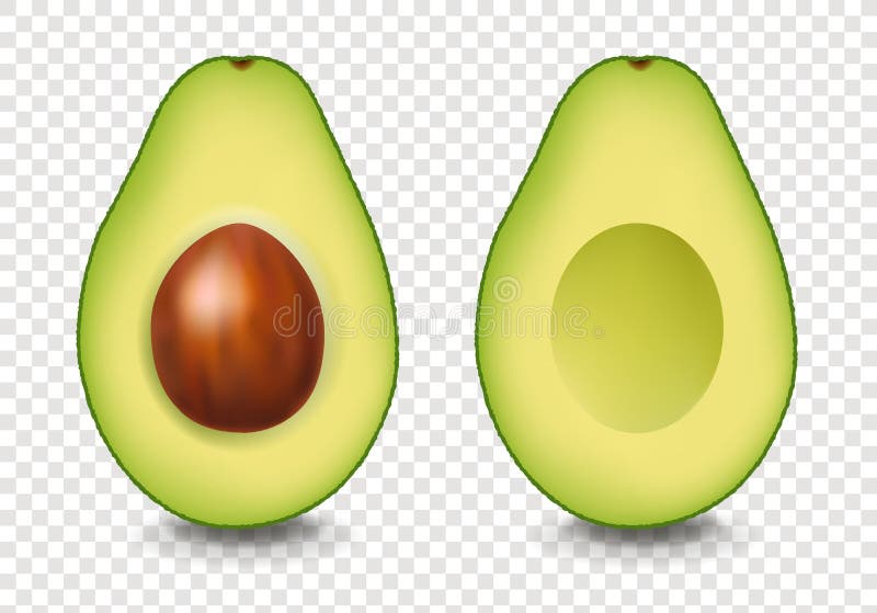 Two Realistic Avocado with Transparent Background Stock Vector ...
